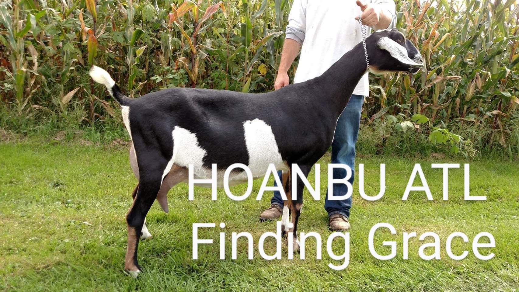 Nubians of Lulabell Farm – Lulabell Farm Dairy Goats